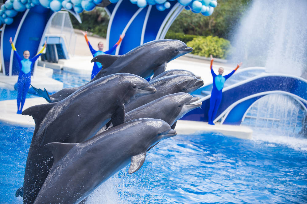 SeaWorld | things-to-do | Tampa Bay Times