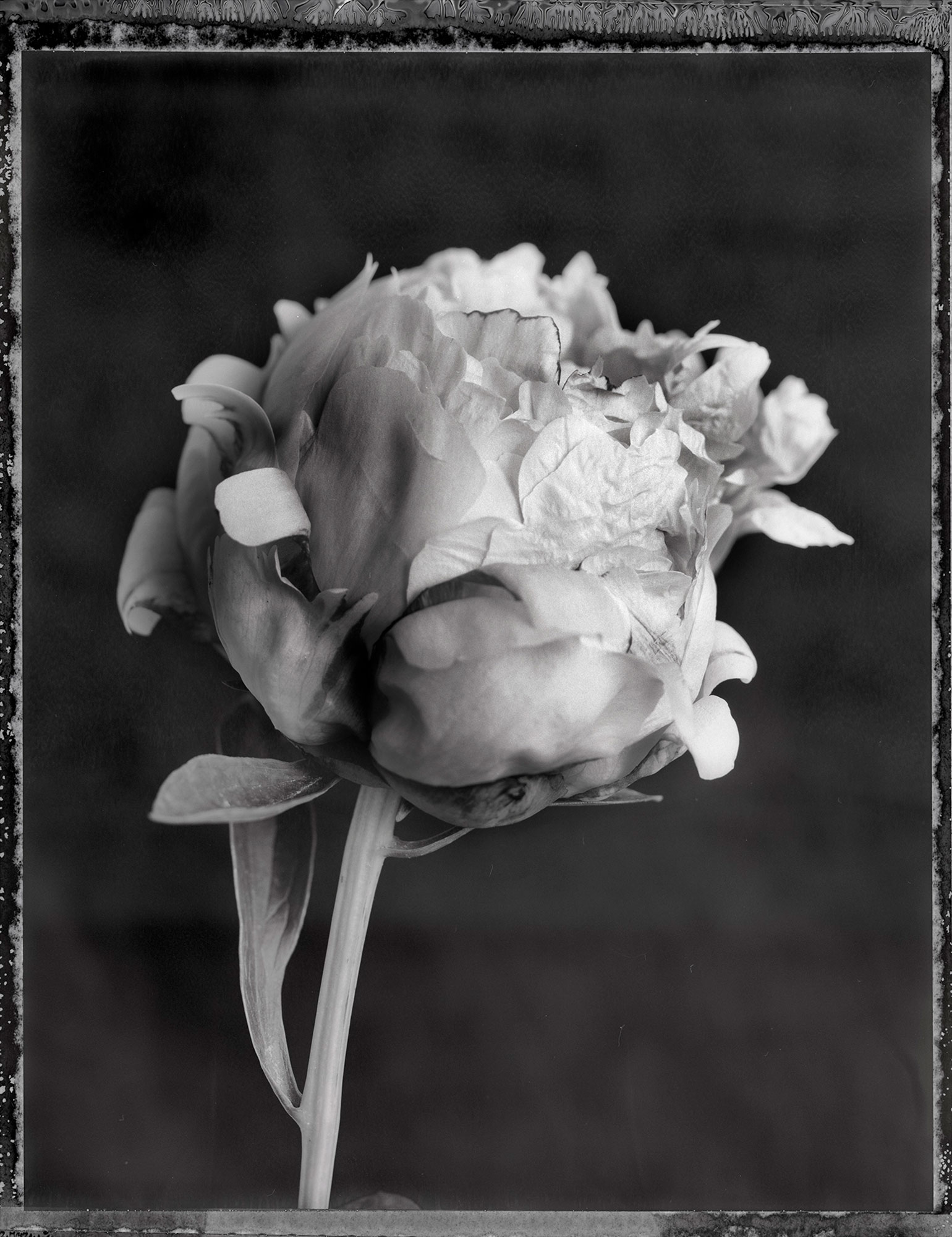 Two Peonies On Black by Pirsky & Hayat