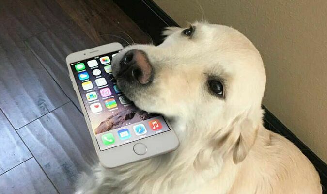 Play more with your pets and less with your phone