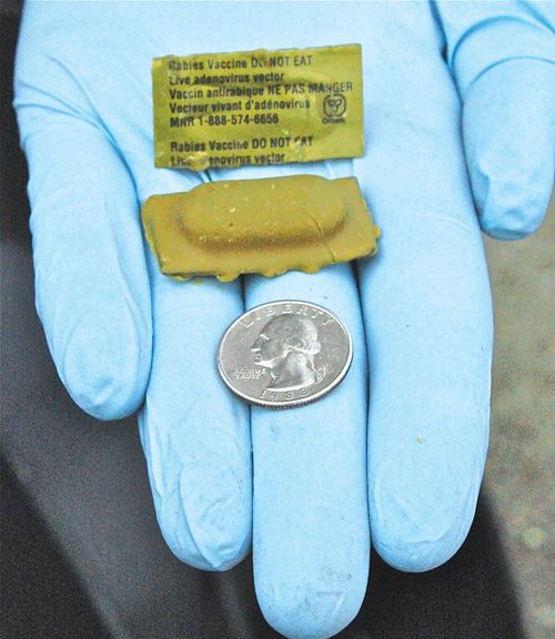 Aerial rabies bait drops underway