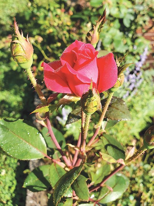 Roses and apples make midsummer appearance