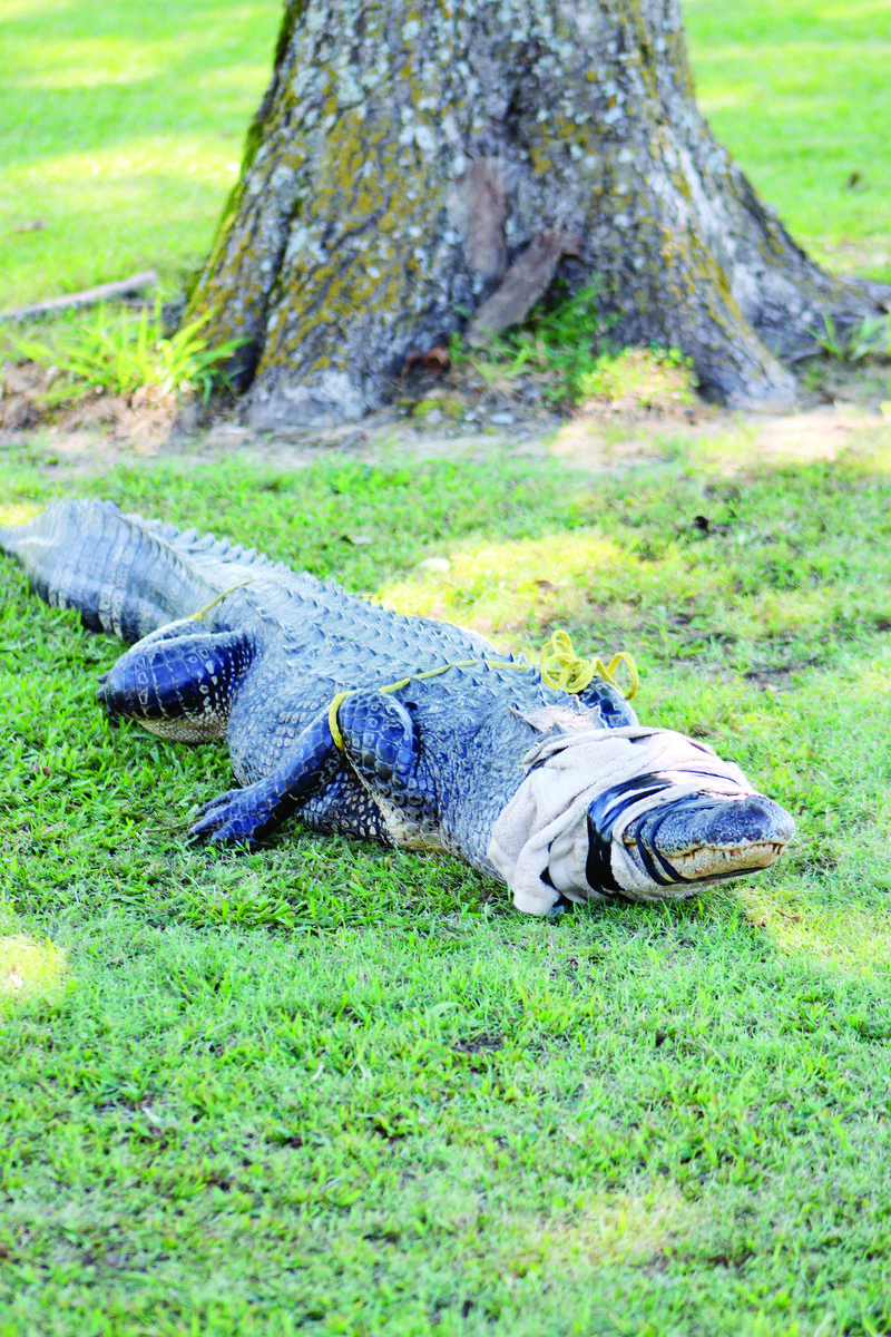Local Farmers Surprised to Find a 7-foot Alligator in Their Front Yard