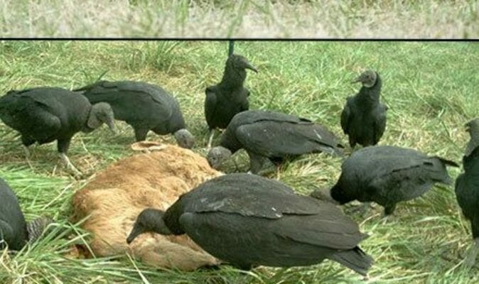 Guide offers tips on prevention, control of black vulture damage