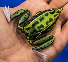 Fishing frogs early in the morning