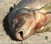 Big Dead Fish