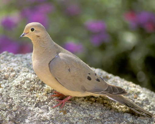 National dove hunting survey findings released