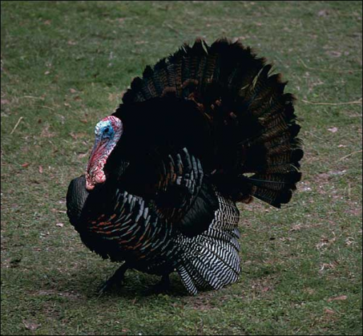 TPWD Proposing Changes to Turkey Hunting Regulations