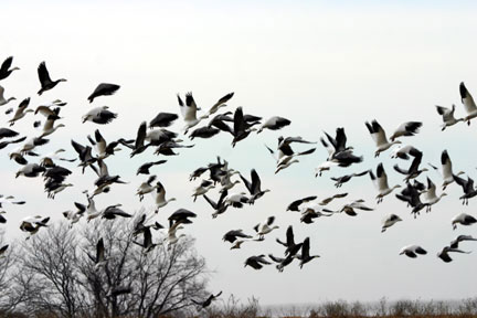 Conservation Order Light Goose Season now open