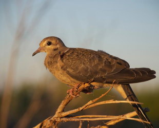Oklahoma Dove Season - Lake Texoma