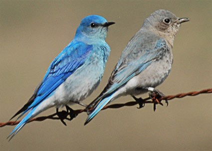 Birds - Be the Animal with Rick Chrustowski - UWSSLEC LibGuides at ...