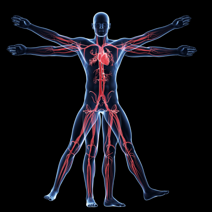 Anatomy Physiology Science LibGuides At Eastern Arizona College