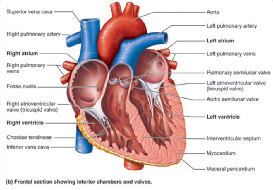 38 Best Photos Best Study Apps For Anatomy And Physiology 8 Best 