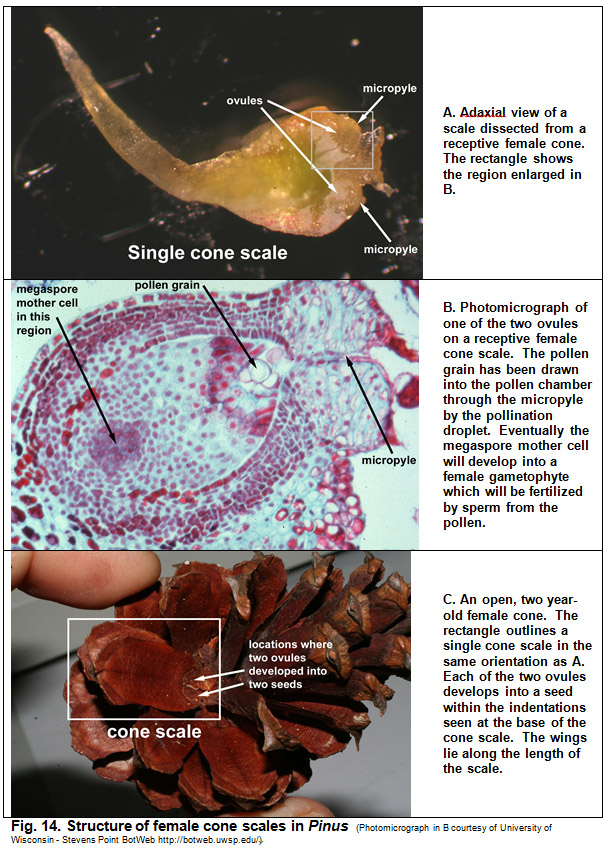 Gymnosperm images found in the lab manual - BSCI 1511L Statistics ...