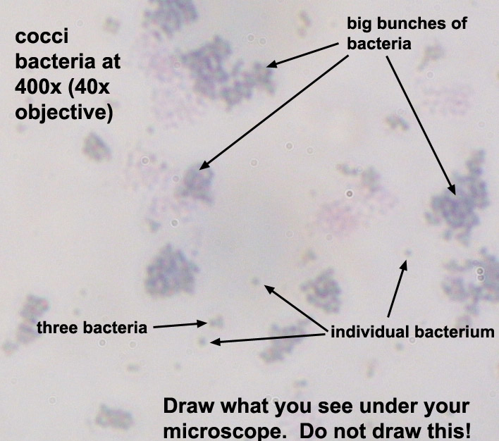 Microscope Images - BSCI 1511L Statistics Manual - Research Guides at ...