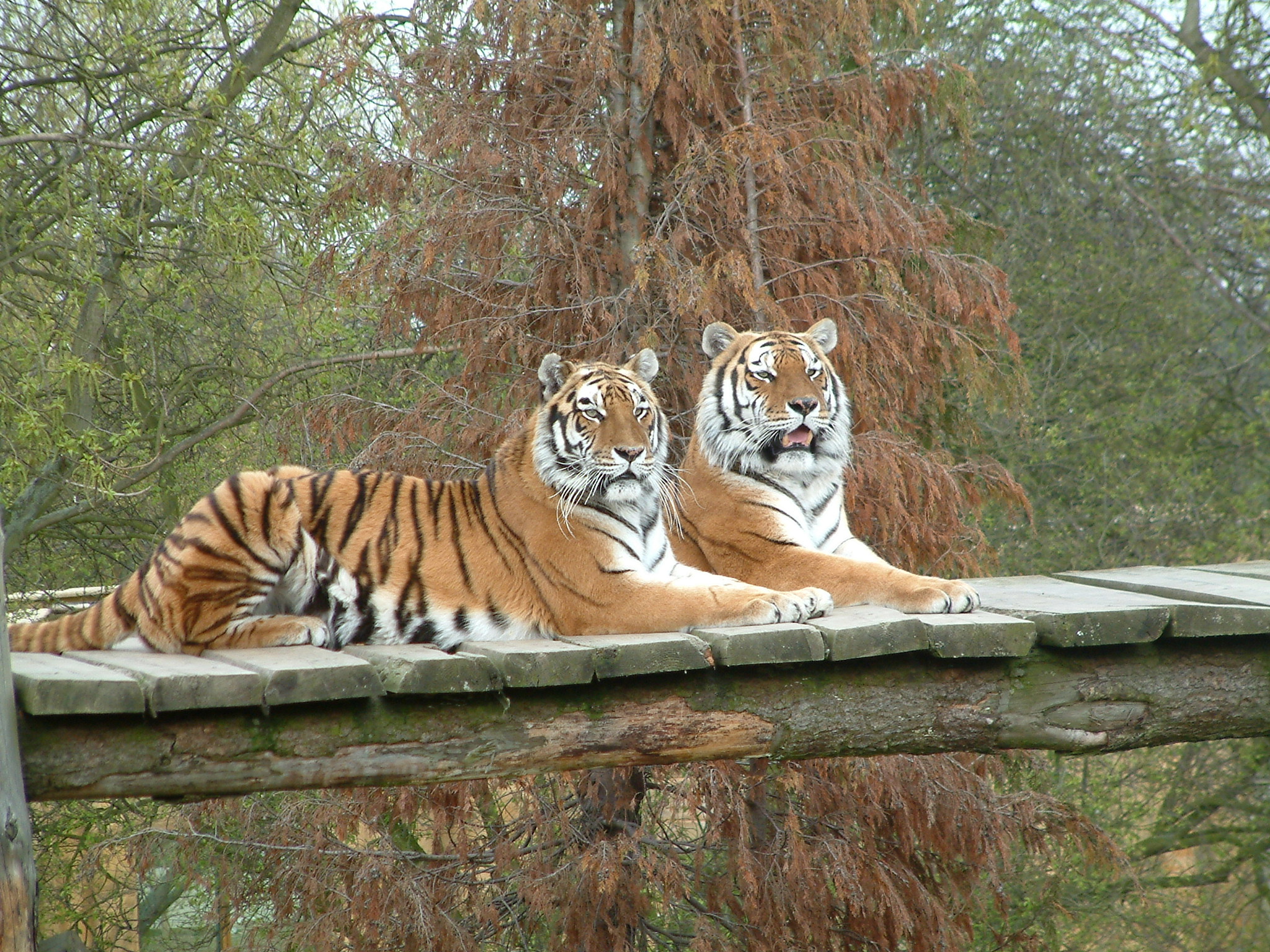 Creative Commons - Copyright guidance - LibGuides at Edinburgh Napier ...