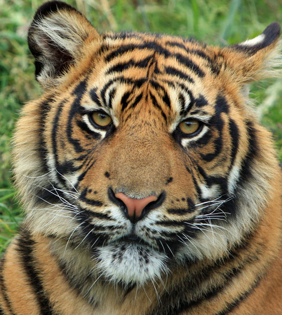 Wild Or Exotic Animals Pet Laws In Louisiana LibGuides At Law