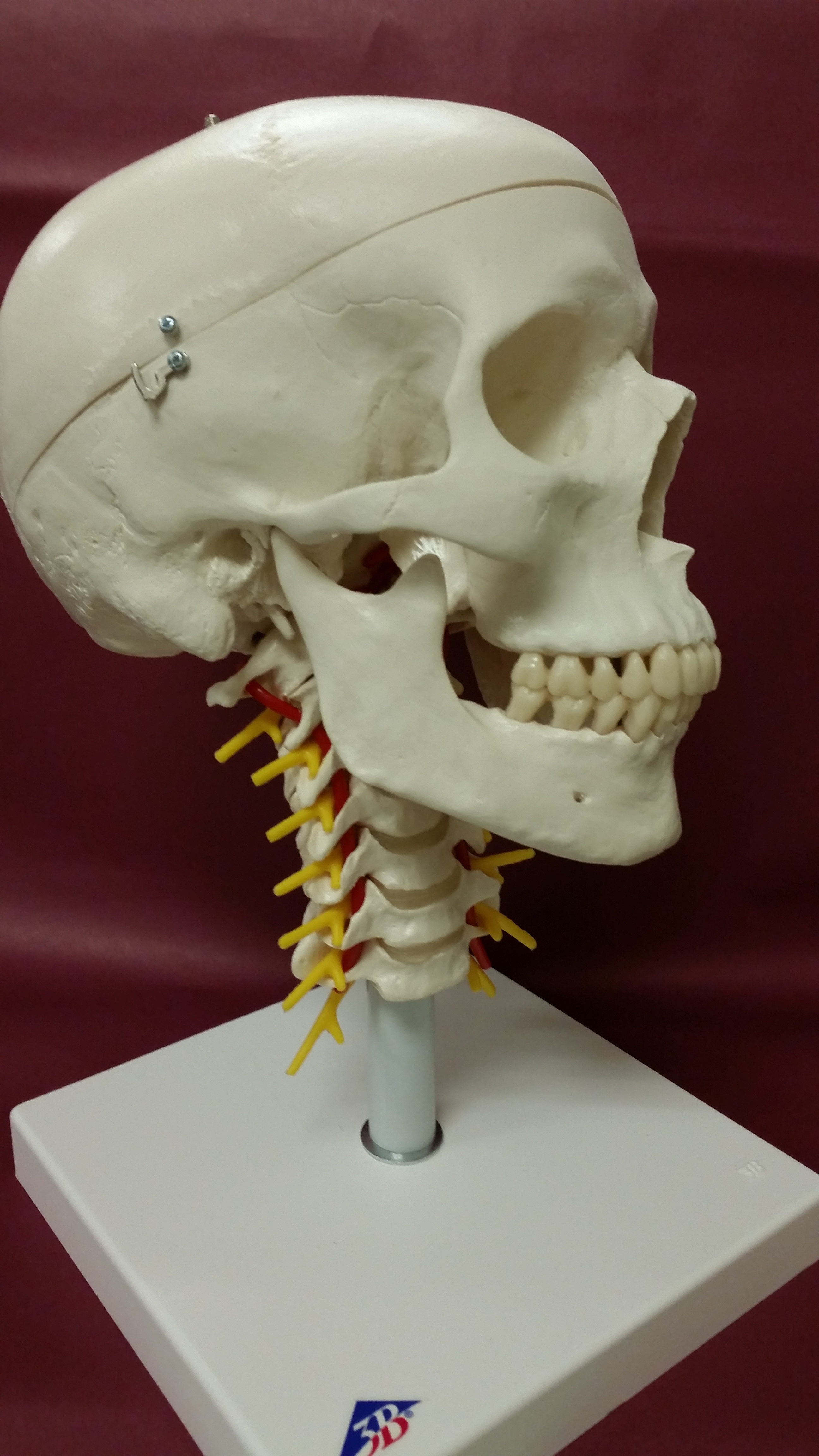 Anatomical Models - Anatomy at Ginsburg - Research Guides at Temple ...