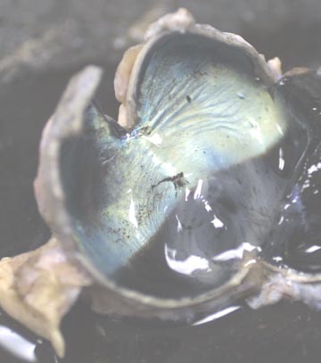 Dissection of Bos taurus Eyeball - BSCI 1511L Statistics Manual ...