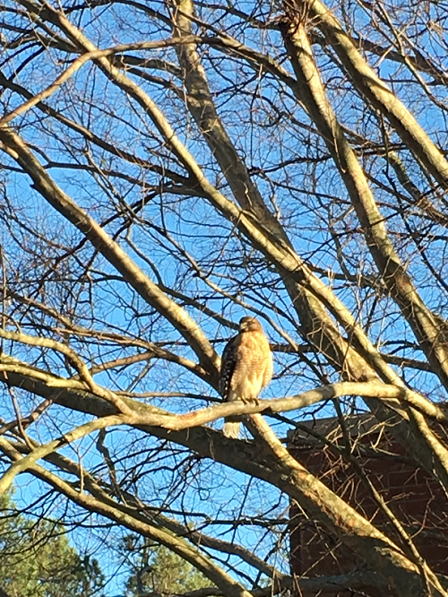 Mystery Visitor - Collection Spotlights - Library at James Sprunt ...