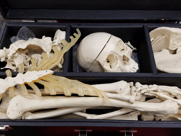 Skeletons - Anatomical Models @ Laupus Library - Research Guides at ...