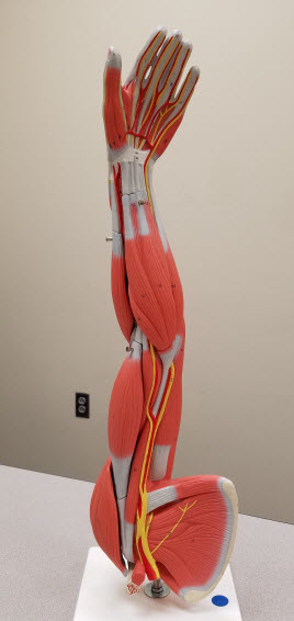 Upper Limb Anatomical Models Laupus Library Research Guides At Upper Limb Anatomical Models Laupus Library Research Guides At