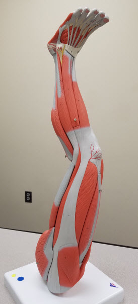 Lower Limb - Anatomical Models @ Laupus Library - Research Guides at ...