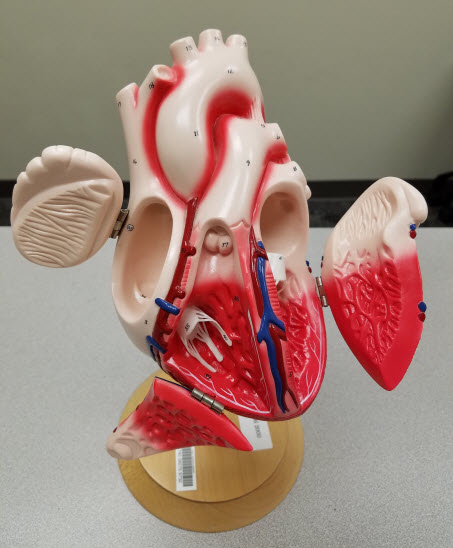 Hearts - Anatomical Models @ Laupus Library - Research Guides at East ...