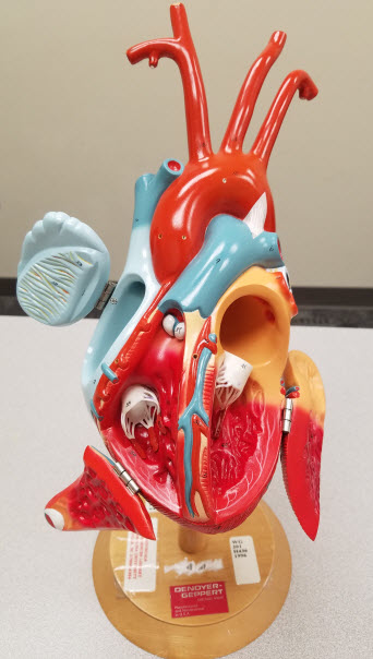 Hearts - Anatomical Models @ Laupus Library - Research Guides at East ...