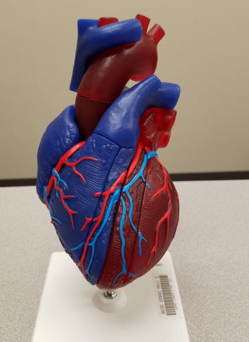Hearts - Anatomical Models @ Laupus Library - Research Guides at East ...