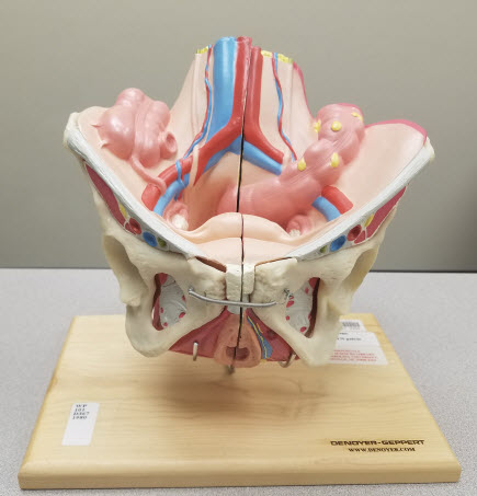 Female Pelvis Region - Anatomical Models @ Laupus Library - Research ...