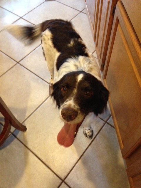 Macie - Study PAWS - Research Guides at University of Houston-Clear Lake