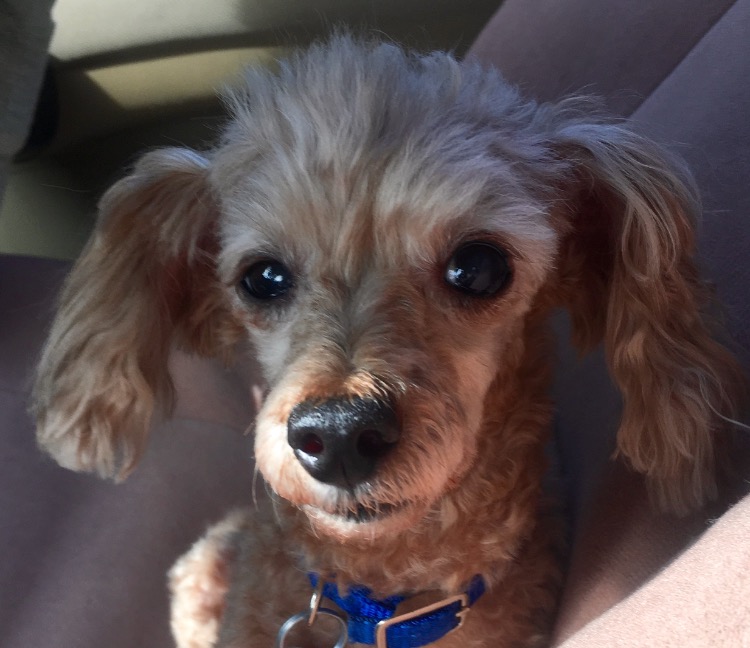 Rusty - Study PAWS - Research Guides at University of Houston-Clear Lake