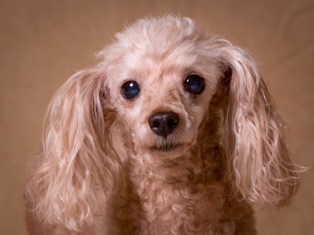 Rusty - Study PAWS - Research Guides at University of Houston-Clear Lake