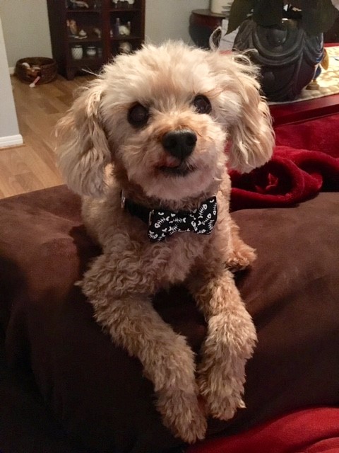 Rusty - Study PAWS - Research Guides at University of Houston-Clear Lake