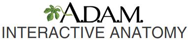A.D.A.M Interactive Anatomy - Surgical Technology - LibGuides at ...