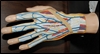 Anatomical Models - Anatomical Models and Charts - Knowledge Guides at ...