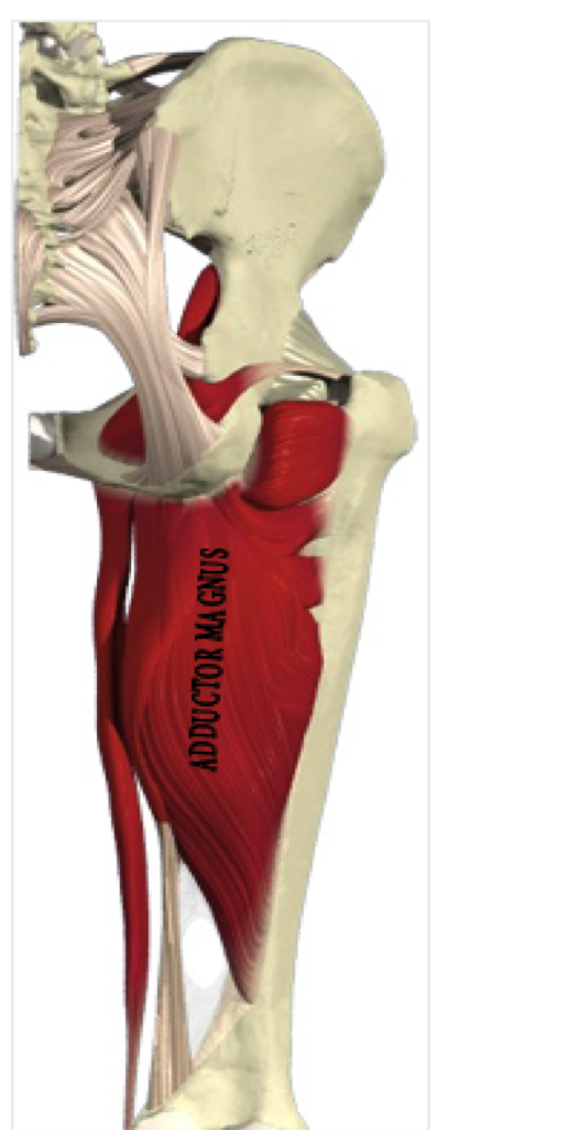 The Adductor Magnus Muscle 094