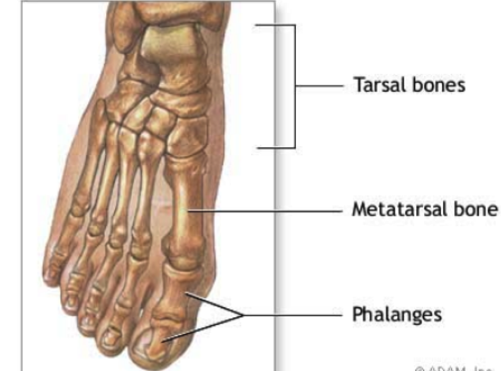 Tarsal Bones Anatomy
