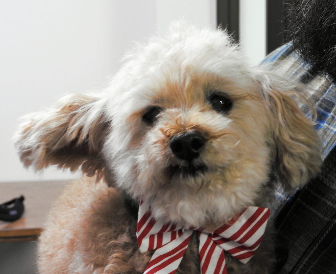 Rusty - Study PAWS - Research Guides at University of Houston-Clear Lake