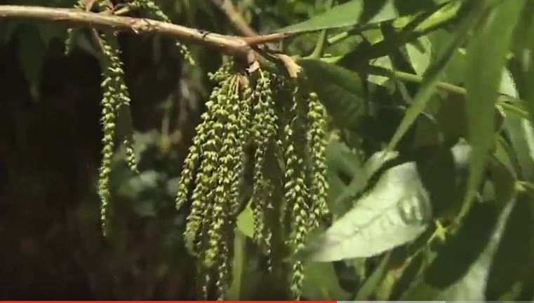 Pecan Growth and Development - Pecans - LibGuides at New Mexico State ...