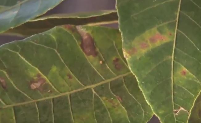 Pests and Diseases - Pecans - LibGuides at New Mexico State University