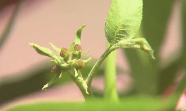 Pecan Growth and Development - Pecans - LibGuides at New Mexico State ...