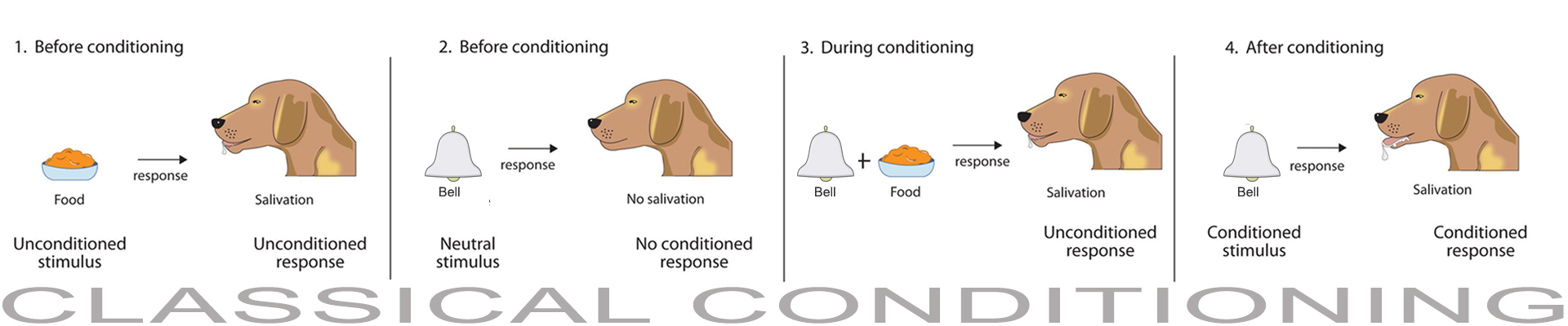 Classical Conditioning Introductory Psychology