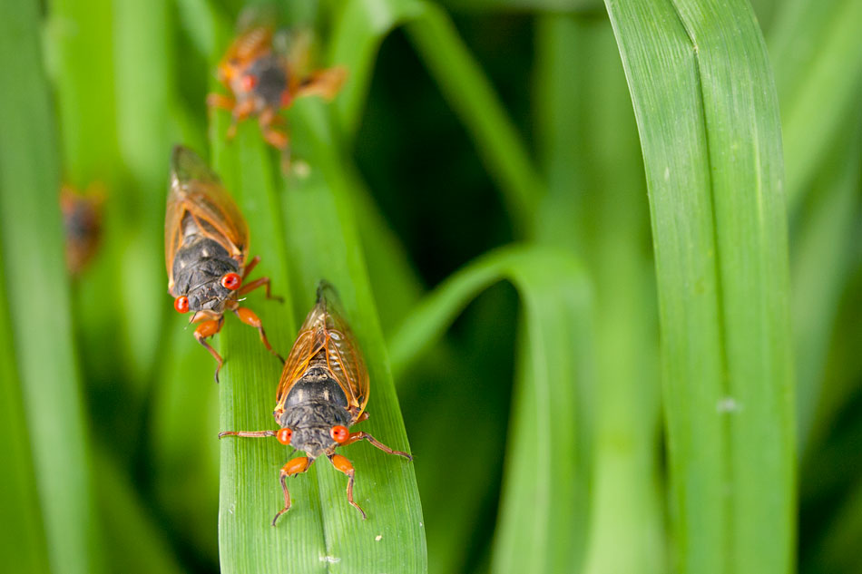 Invasion | Life By The Lens