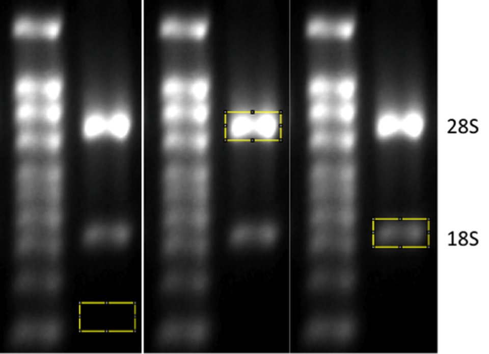 SYBR Green qPCR with Standard Curve Protocol SYBR Green qPCR with Standard Curve Protocol