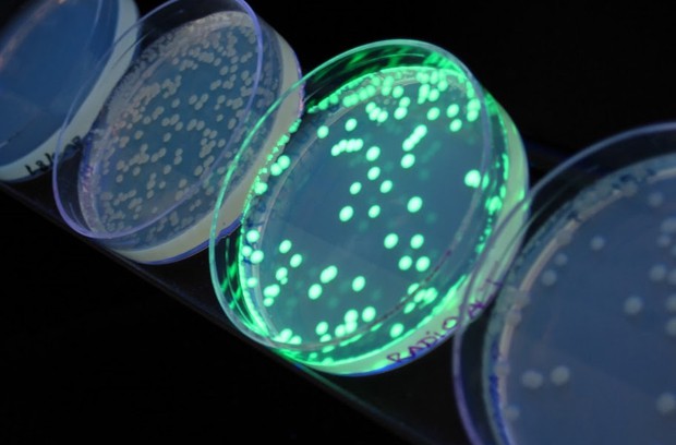 Green to red photoconversion of GFP