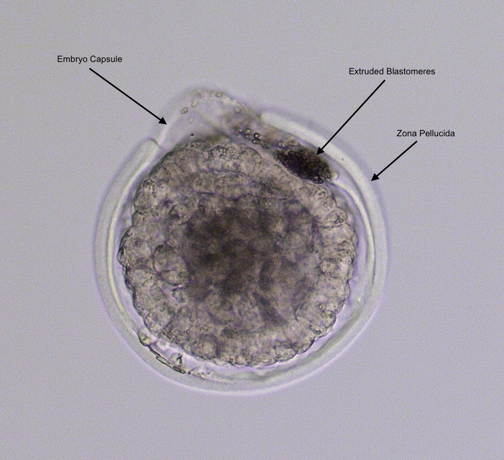 Equine Medical Services| Columbia, MO | The Equine Embryo: A Gallery