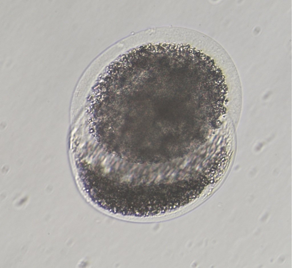 Equine Medical Services| Columbia, MO | The Equine Embryo: A Gallery