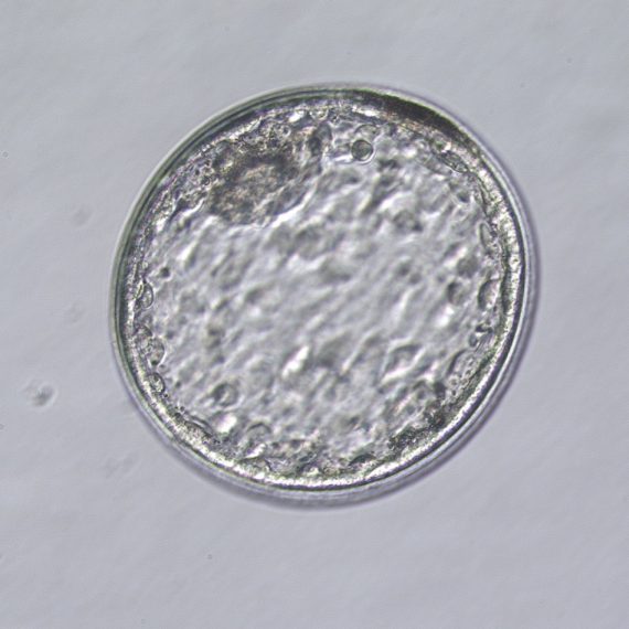 Equine Medical Services| Columbia, MO | The Equine Embryo: A Gallery