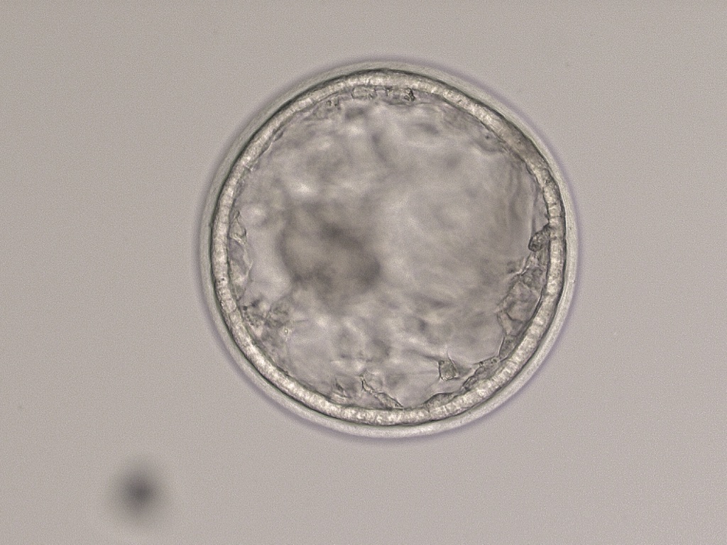 Equine Medical Services| Columbia, MO | The Equine Embryo: A Gallery